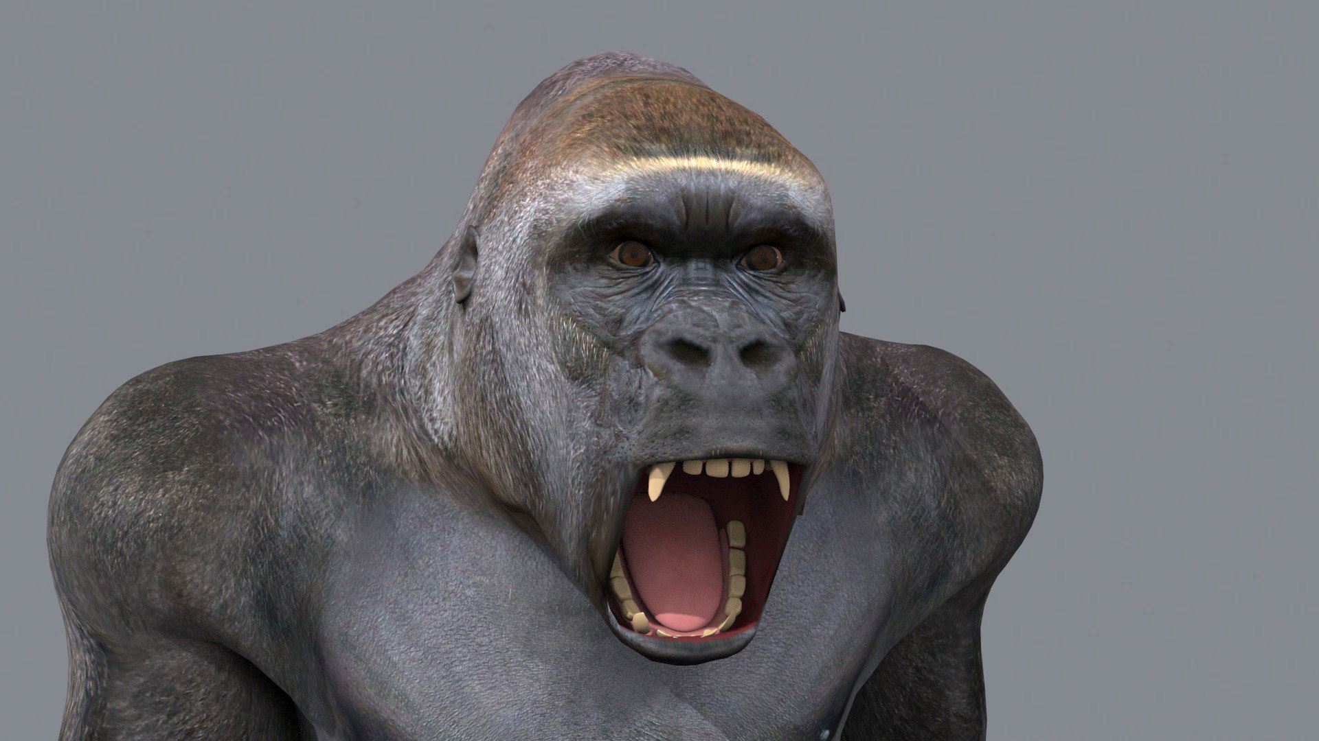 3D Model King Kong Silverback Gorilla 8K- 3d Animated - TurboSquid 2148285