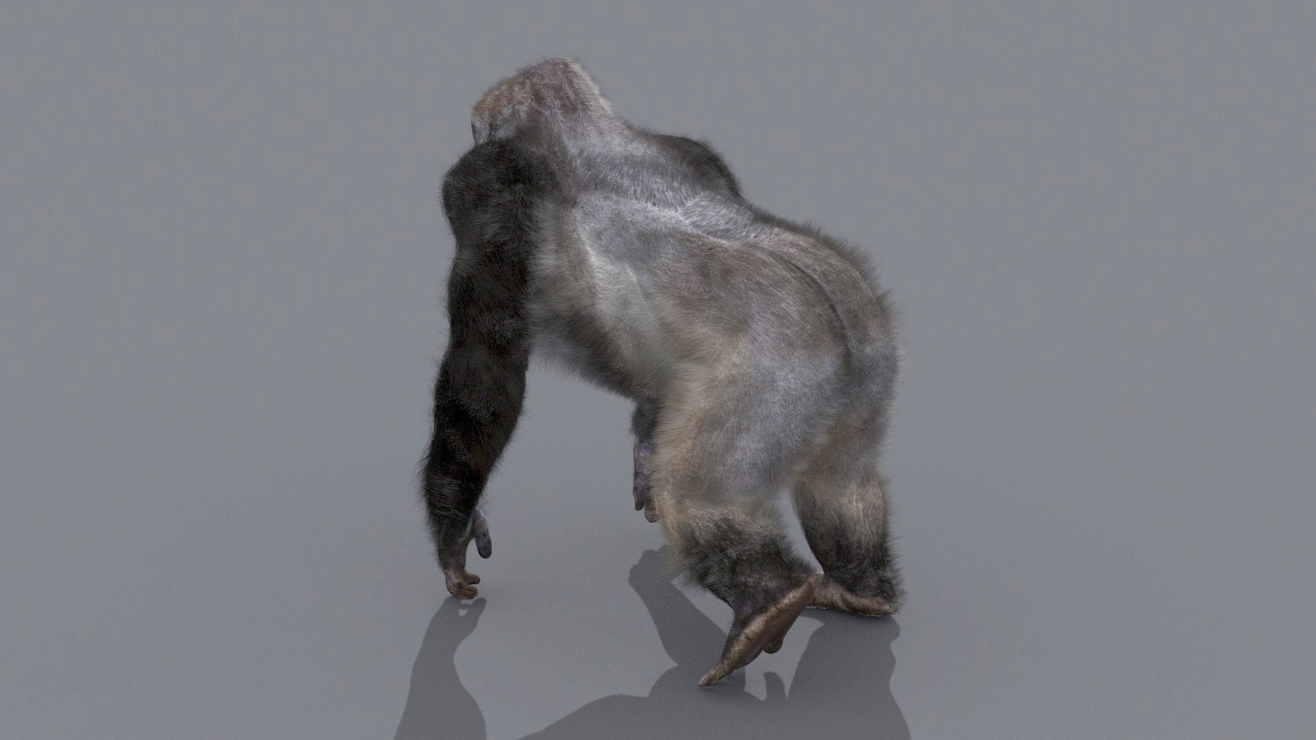 3D Model King Kong Silverback Gorilla 8K- 3d Animated - TurboSquid 2148285