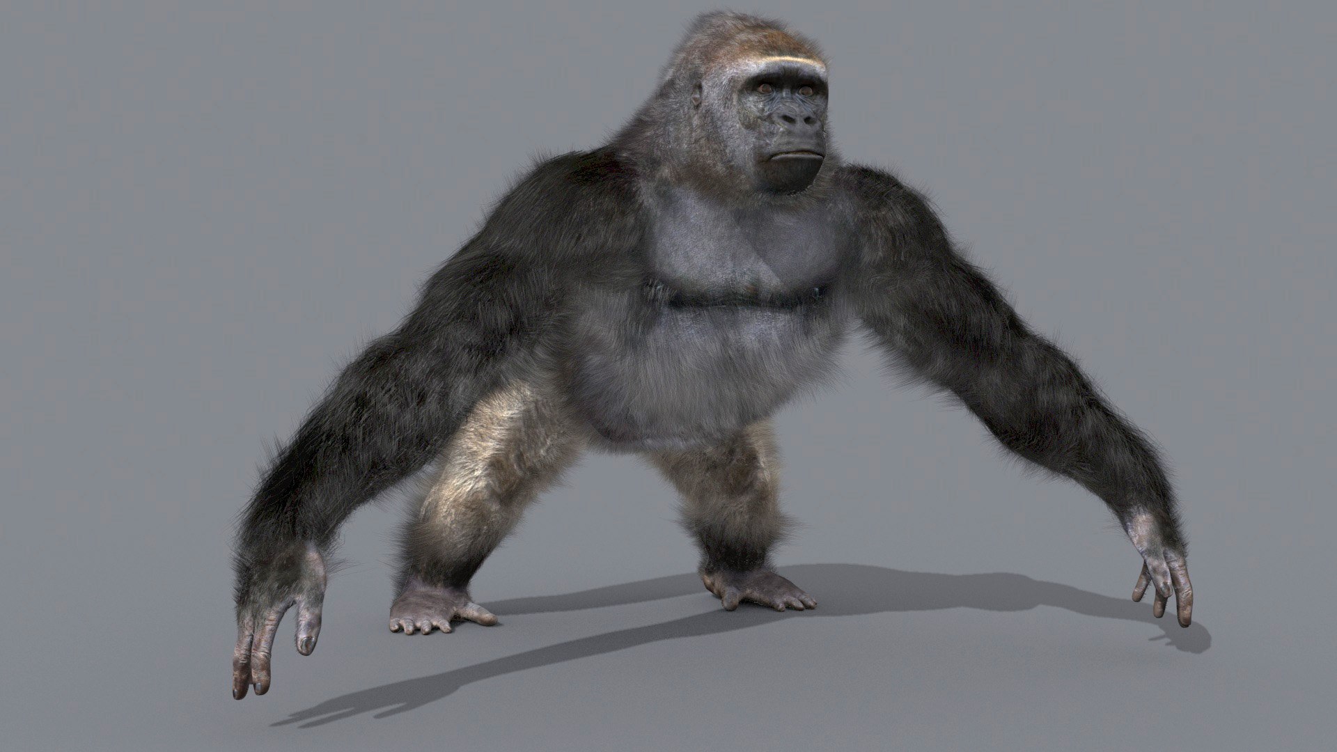 3D Model King Kong Silverback Gorilla 8K- 3d Animated - TurboSquid 2148285