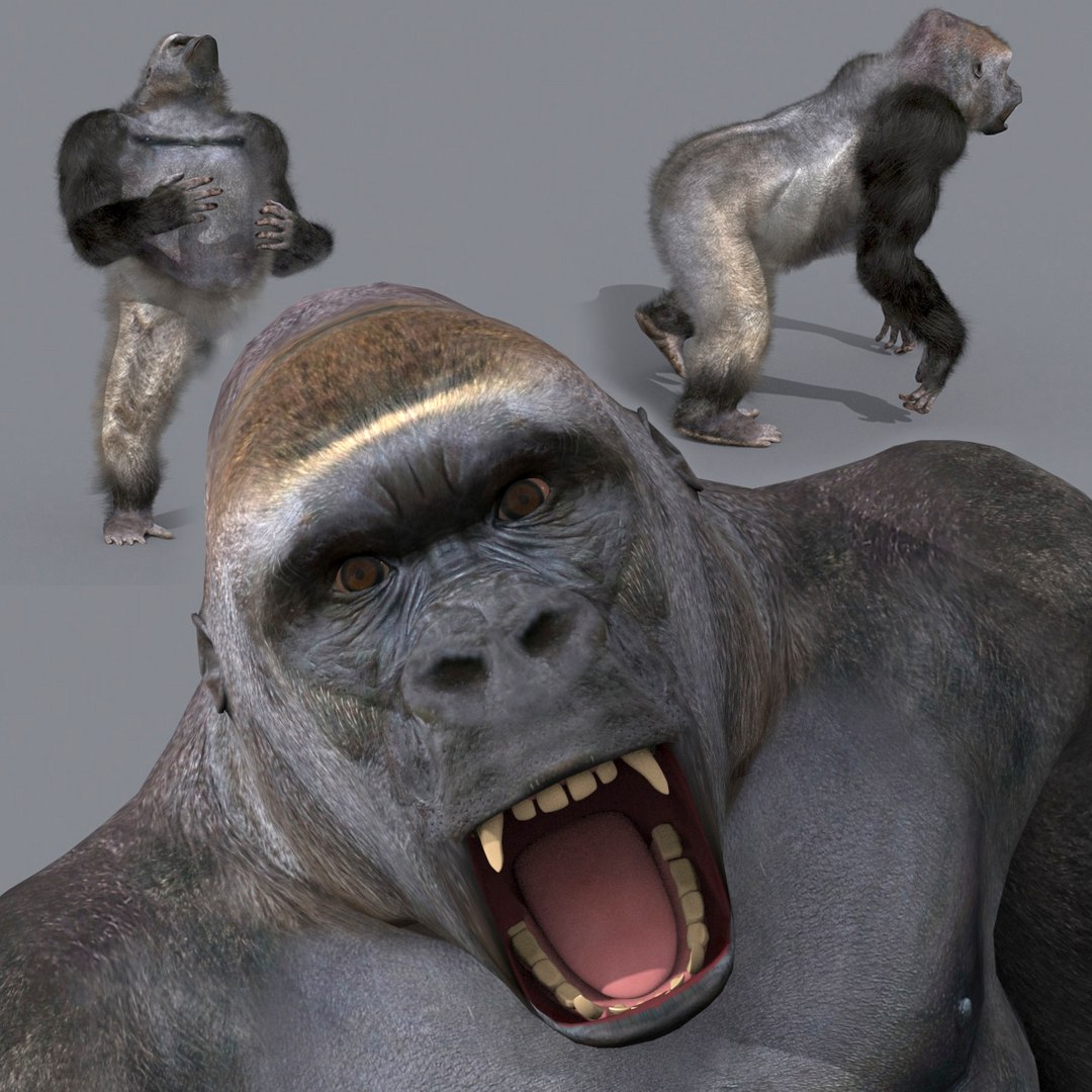 3D Model King Kong Silverback Gorilla 8K- 3d Animated - TurboSquid 2148285