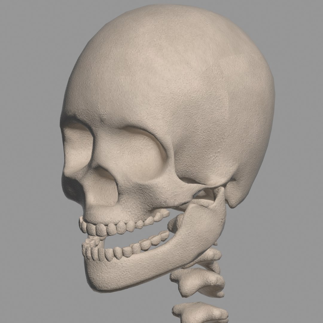 Bone Skeletal Max