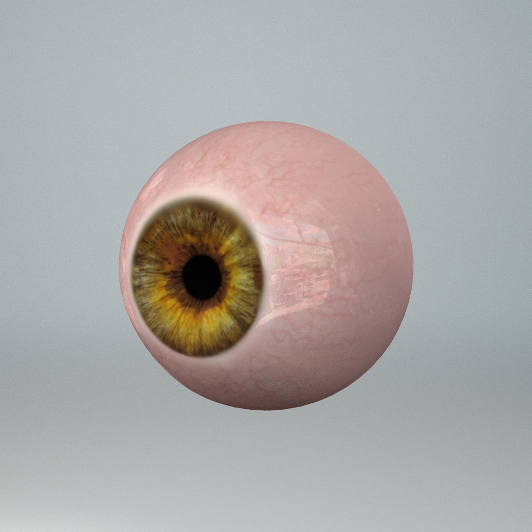 Human Eye 30 Sets 3d 3ds