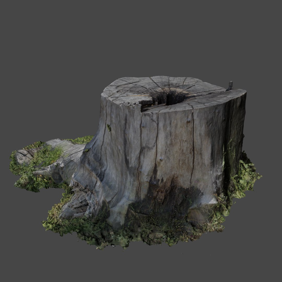 Treetrunkbase 3D model - TurboSquid 1921325