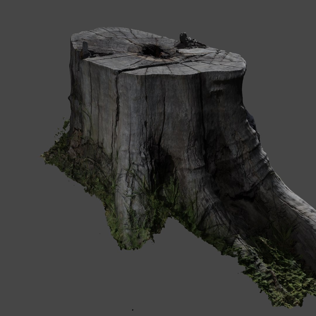 Treetrunkbase 3D model - TurboSquid 1921325