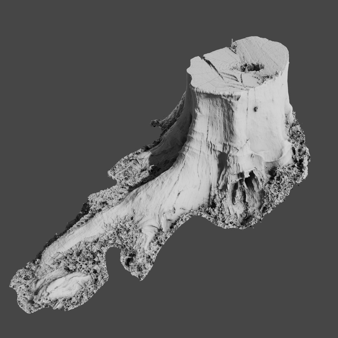 Treetrunkbase 3D model - TurboSquid 1921325