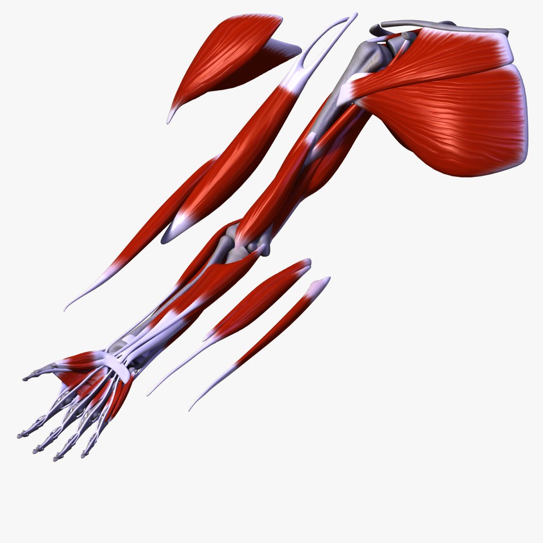 3d Model Of Musculature Upper Extremity