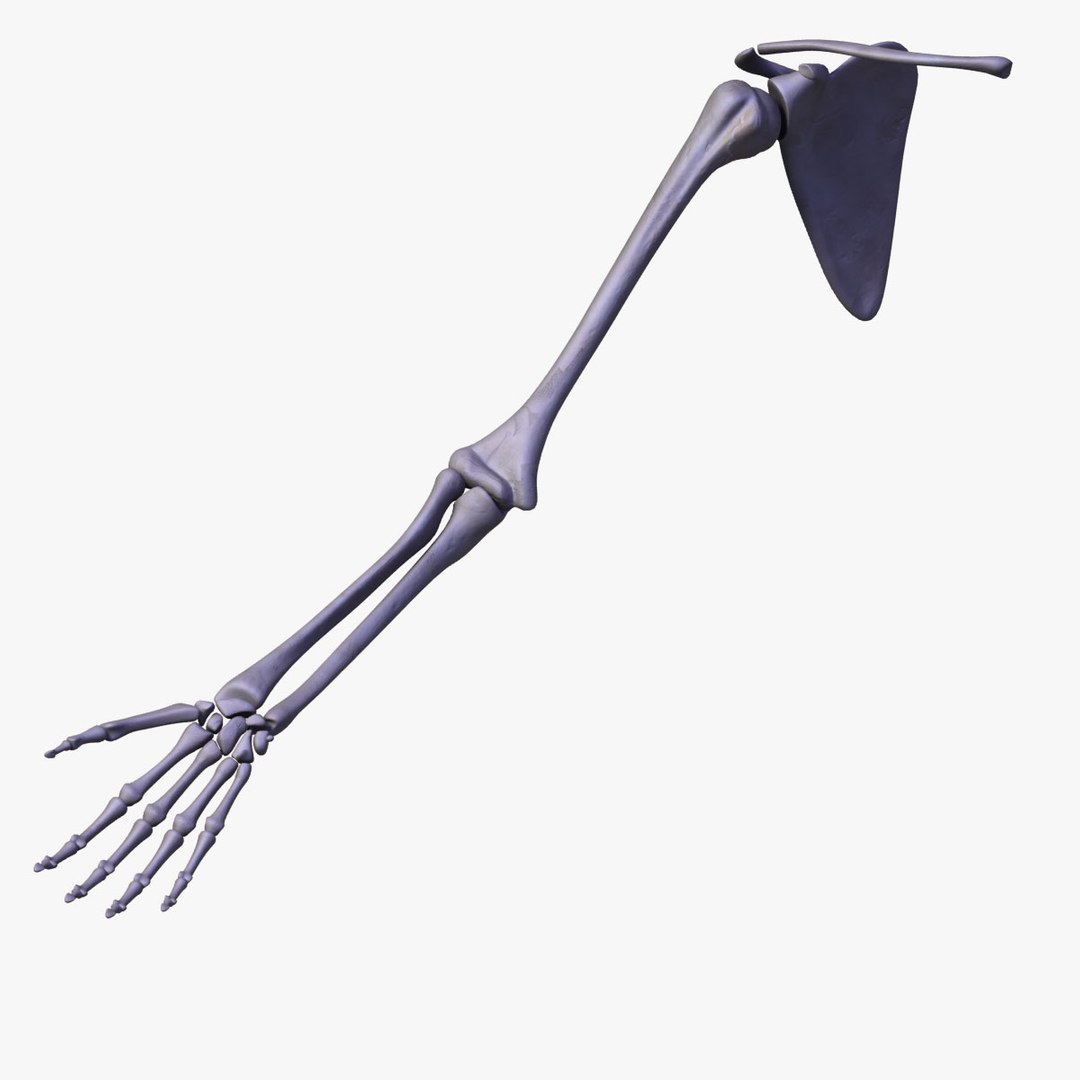 3d Model Of Musculature Upper Extremity