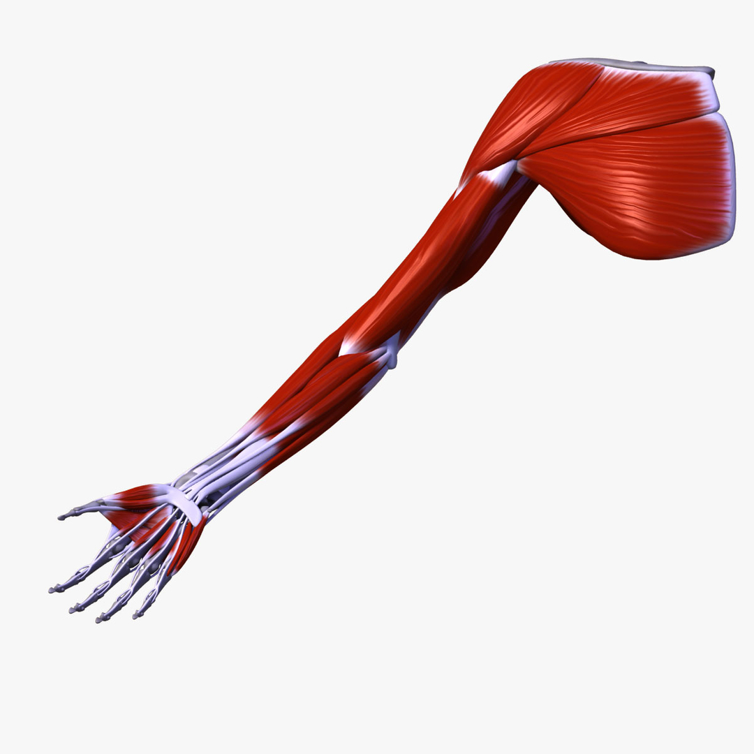 3d Model Of Musculature Upper Extremity