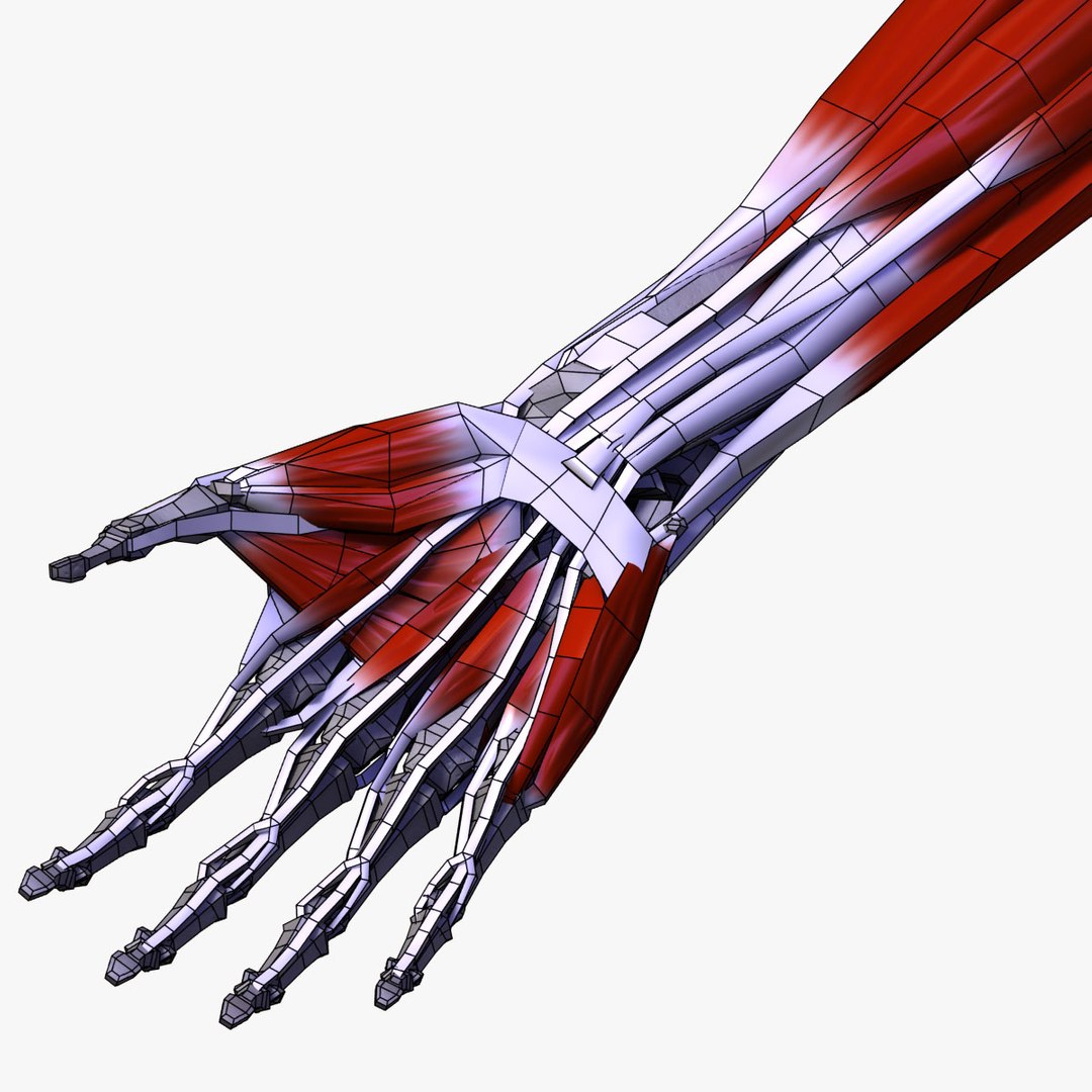 3d Model Of Musculature Upper Extremity