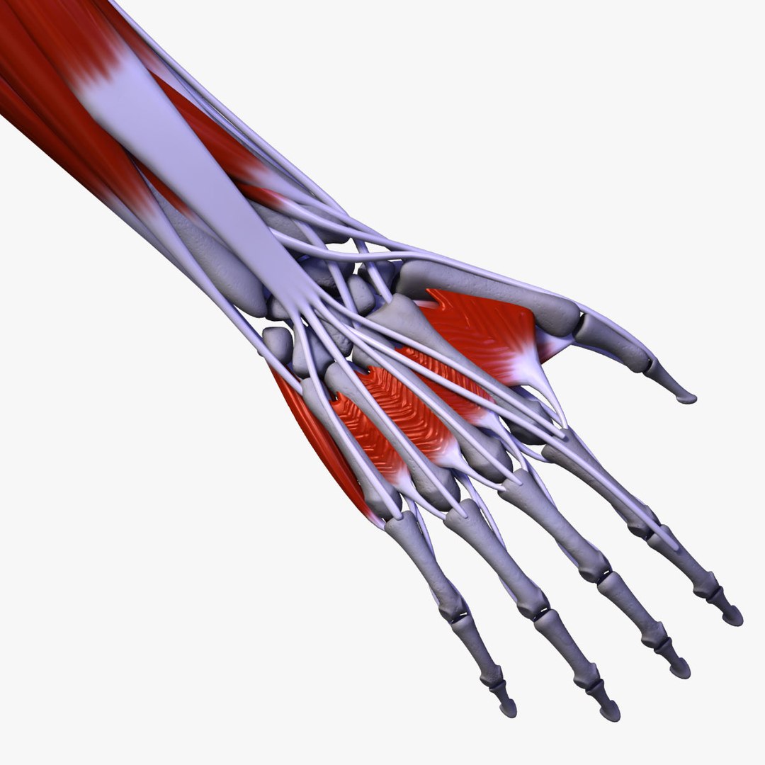 3d Model Of Musculature Upper Extremity