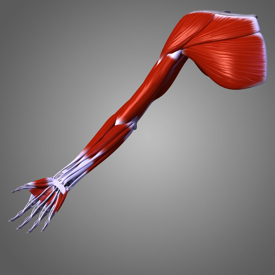 3d Model Of Musculature Upper Extremity