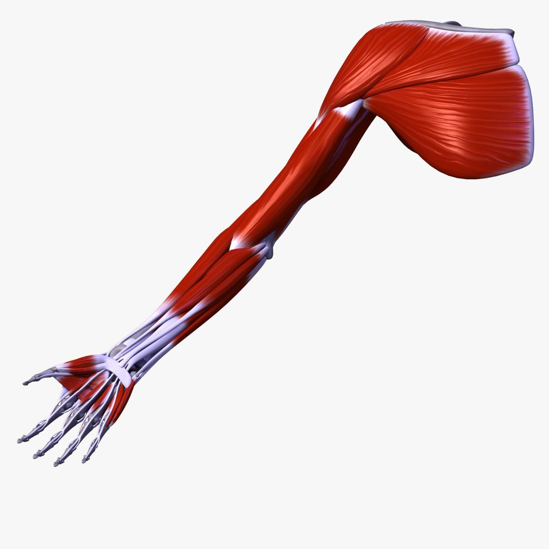 3d Model Of Musculature Upper Extremity