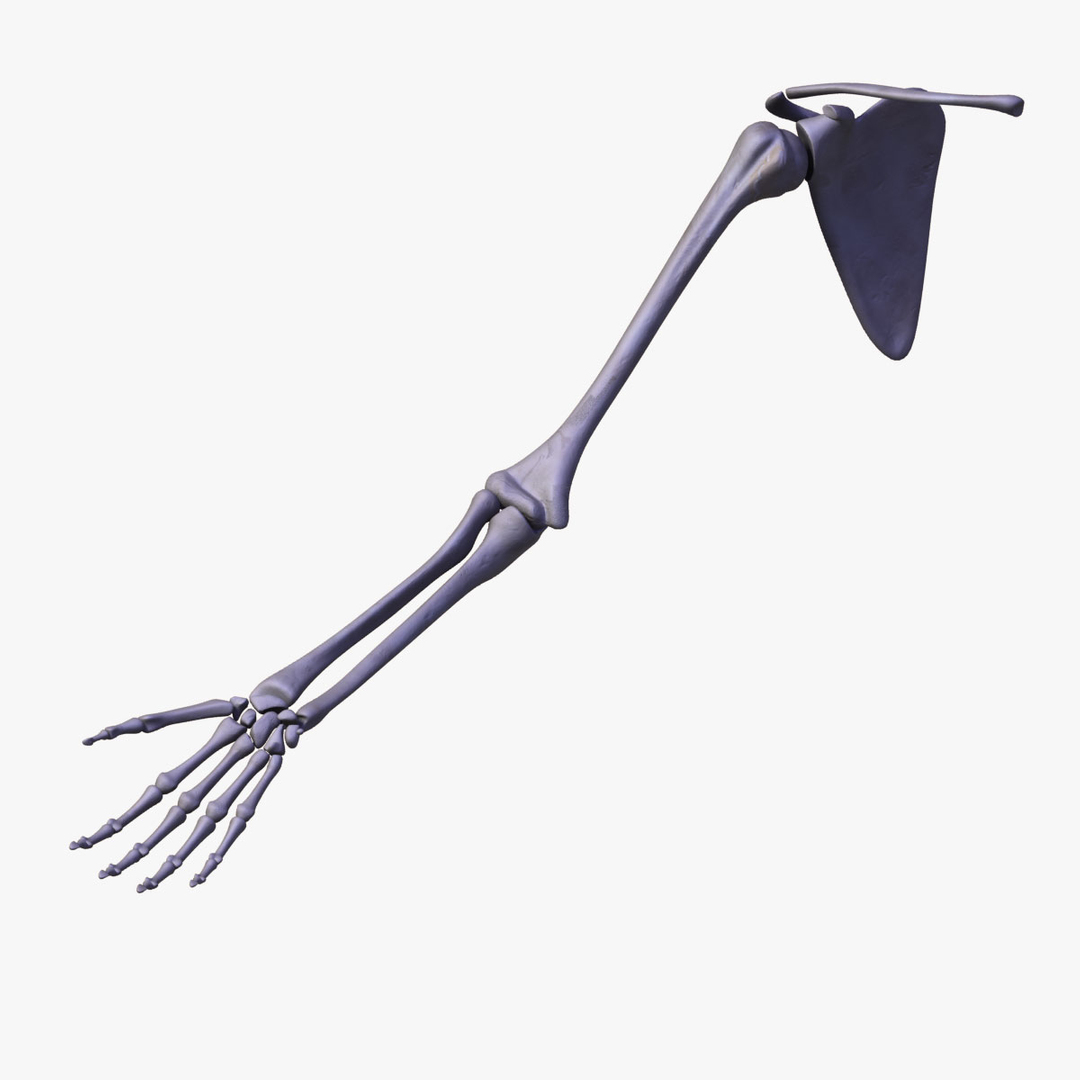 3d Model Of Musculature Upper Extremity
