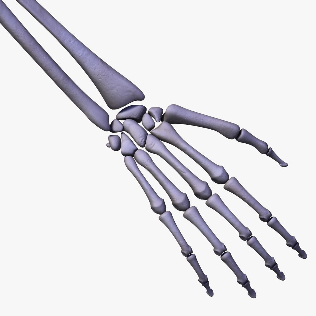 3d Model Of Musculature Upper Extremity