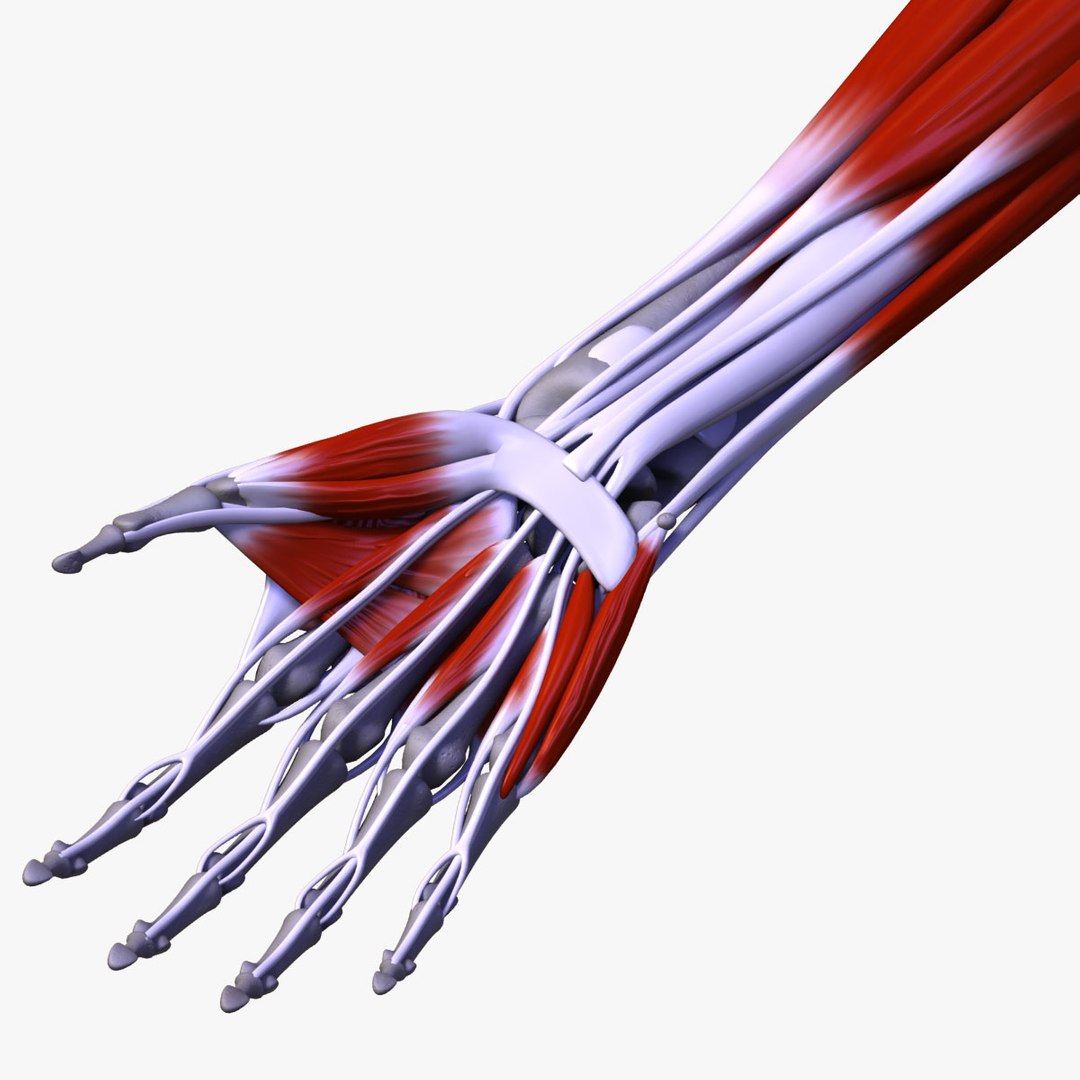 3d Model Of Musculature Upper Extremity