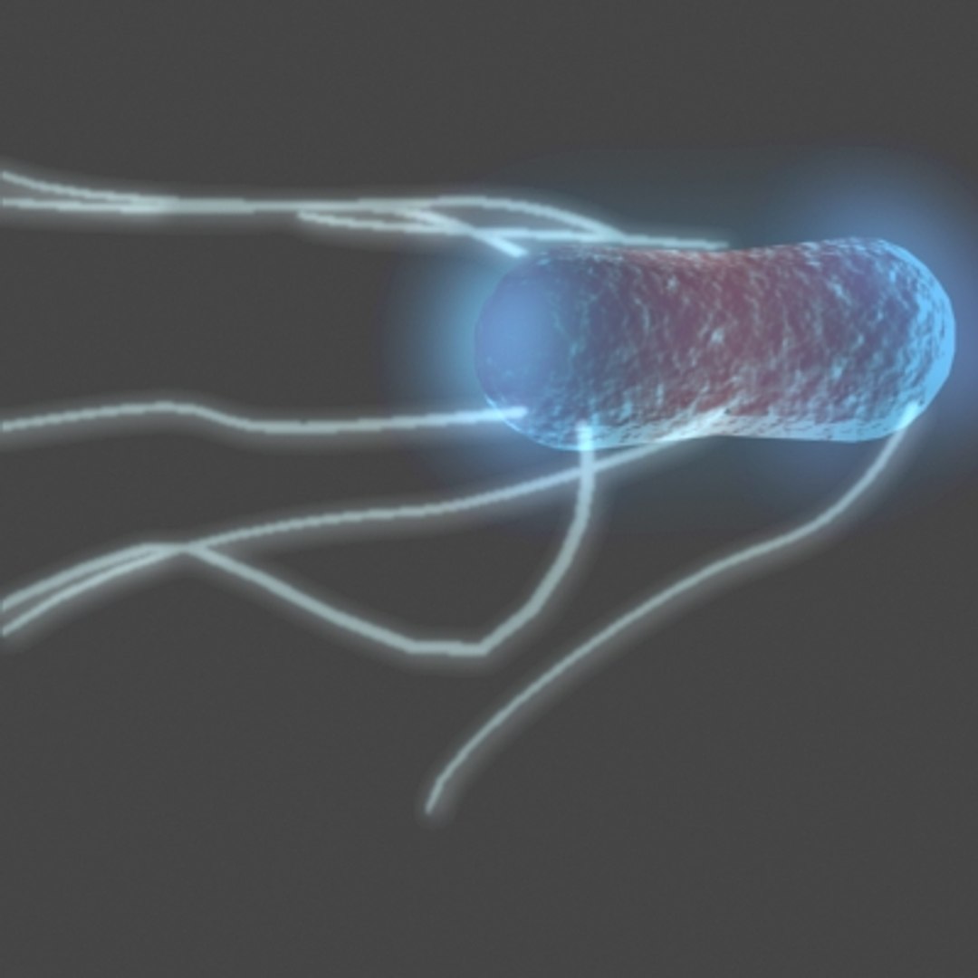 3d Model Salmonella Bacteria