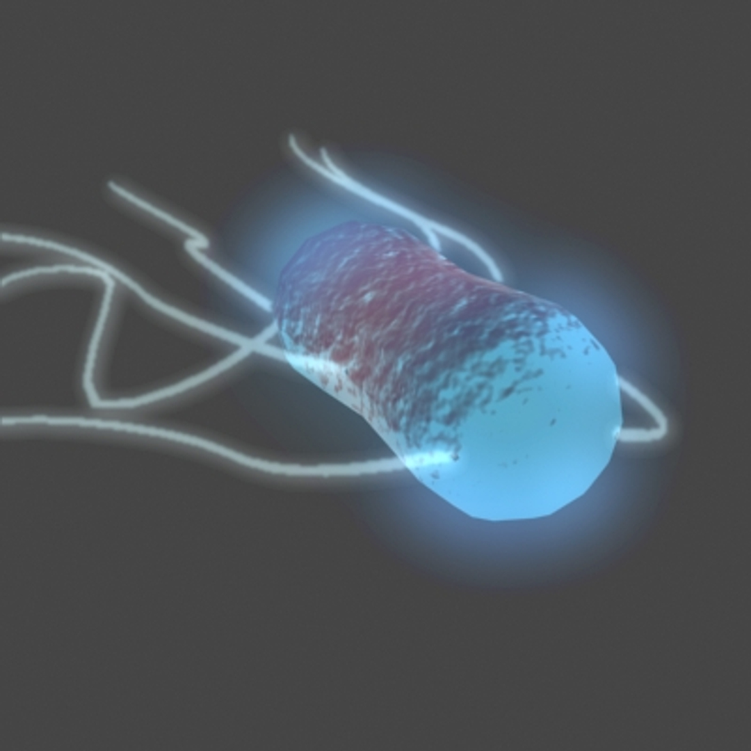 3d model salmonella bacteria
