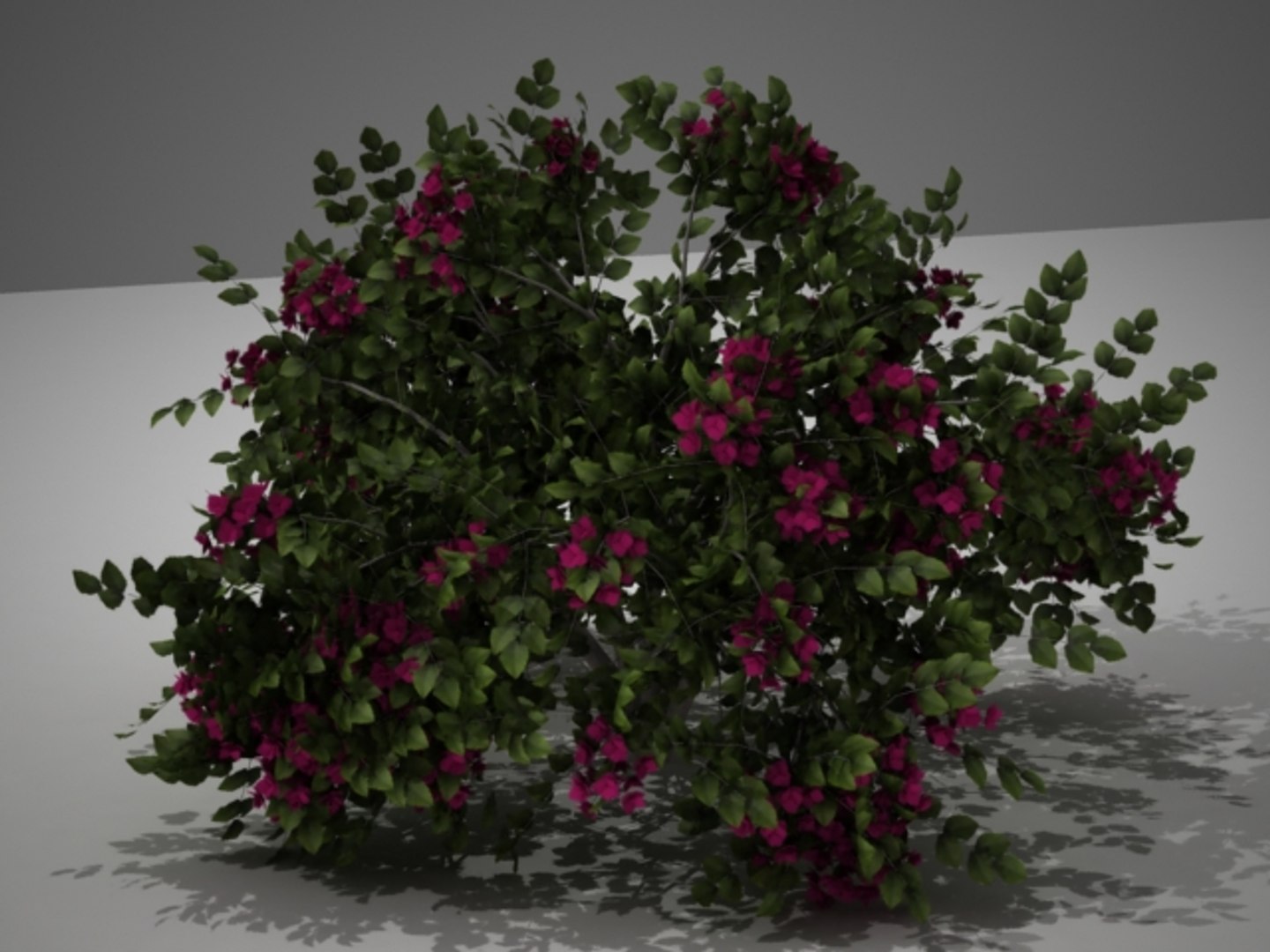 3d D2 C1 11 Bougainvillea-bugambilia