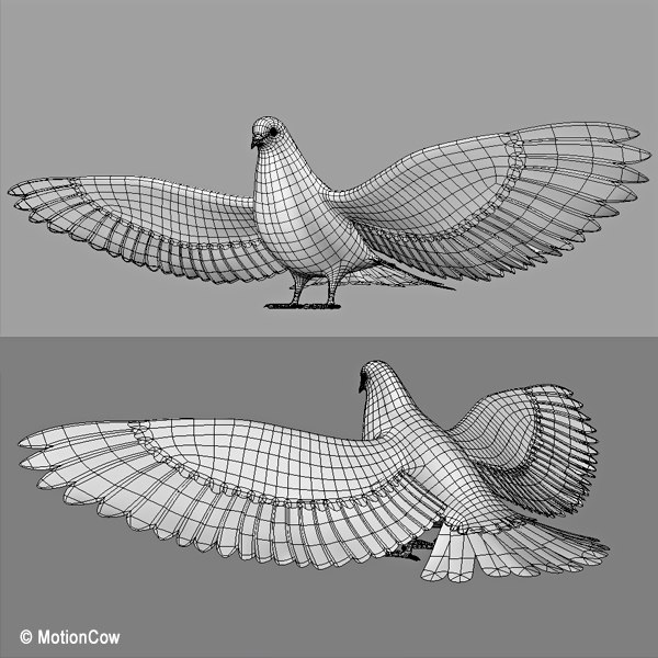 3d flying pigeon