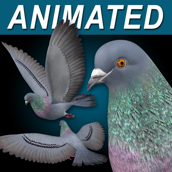 Pigeon 3D Models for Download | TurboSquid