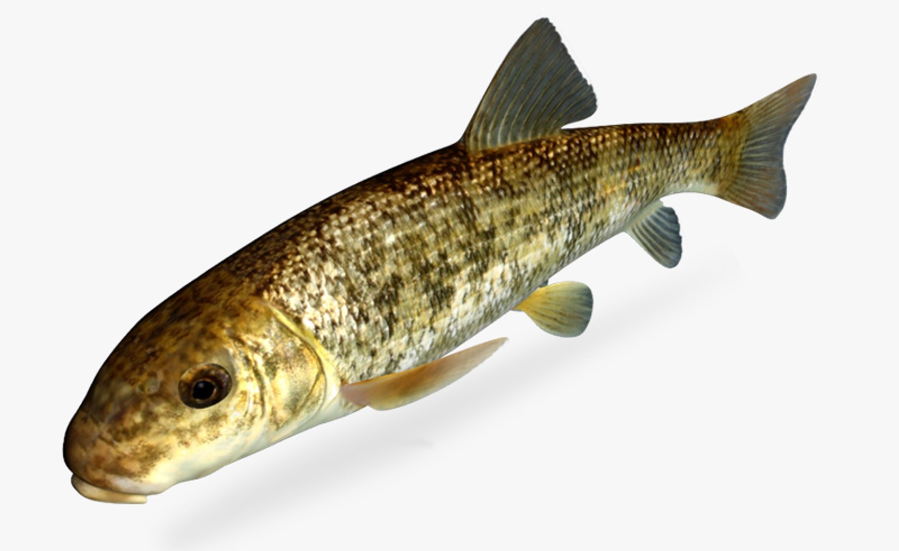 Catostomus Commersonii White Sucker X