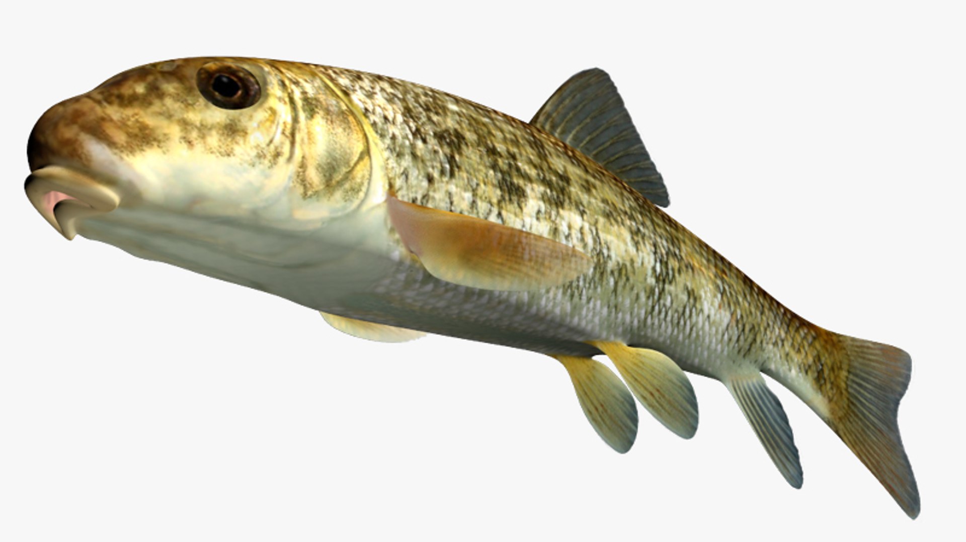 Catostomus Commersonii White Sucker X