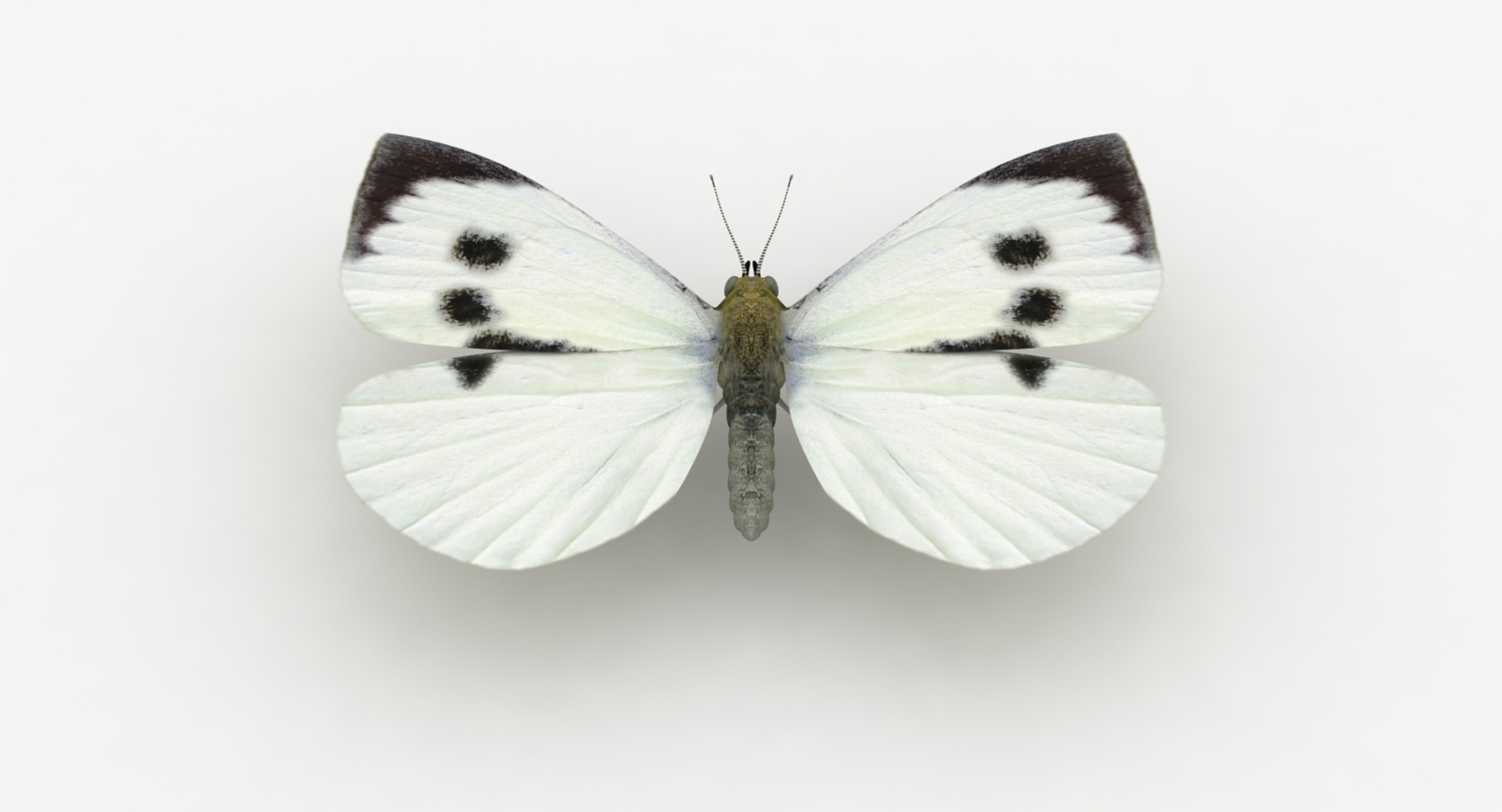 3D Realistic Large White Model - TurboSquid 1333321