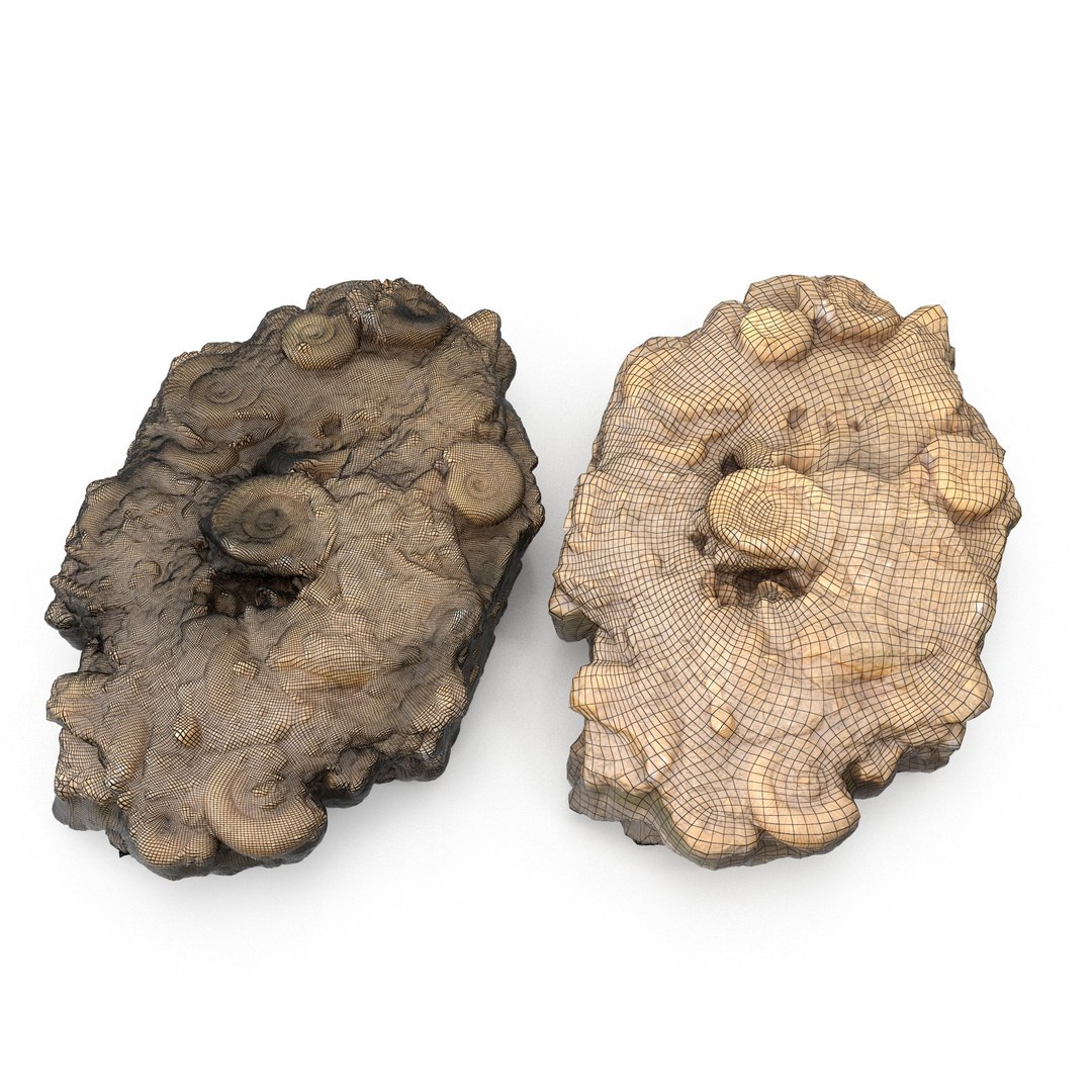 3D Fossil Model - TurboSquid 1255288