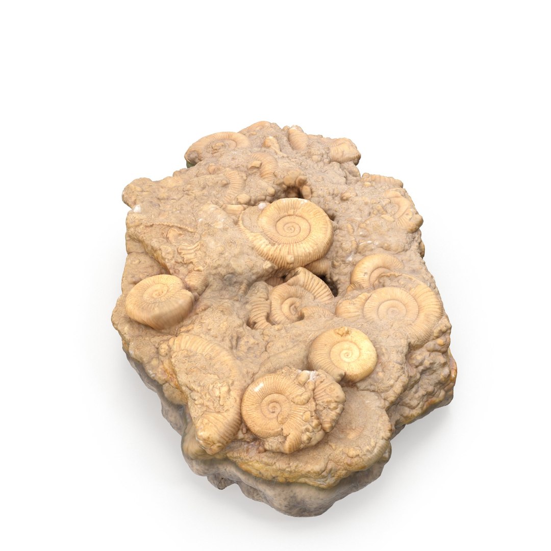 3D Fossil Model - TurboSquid 1255288