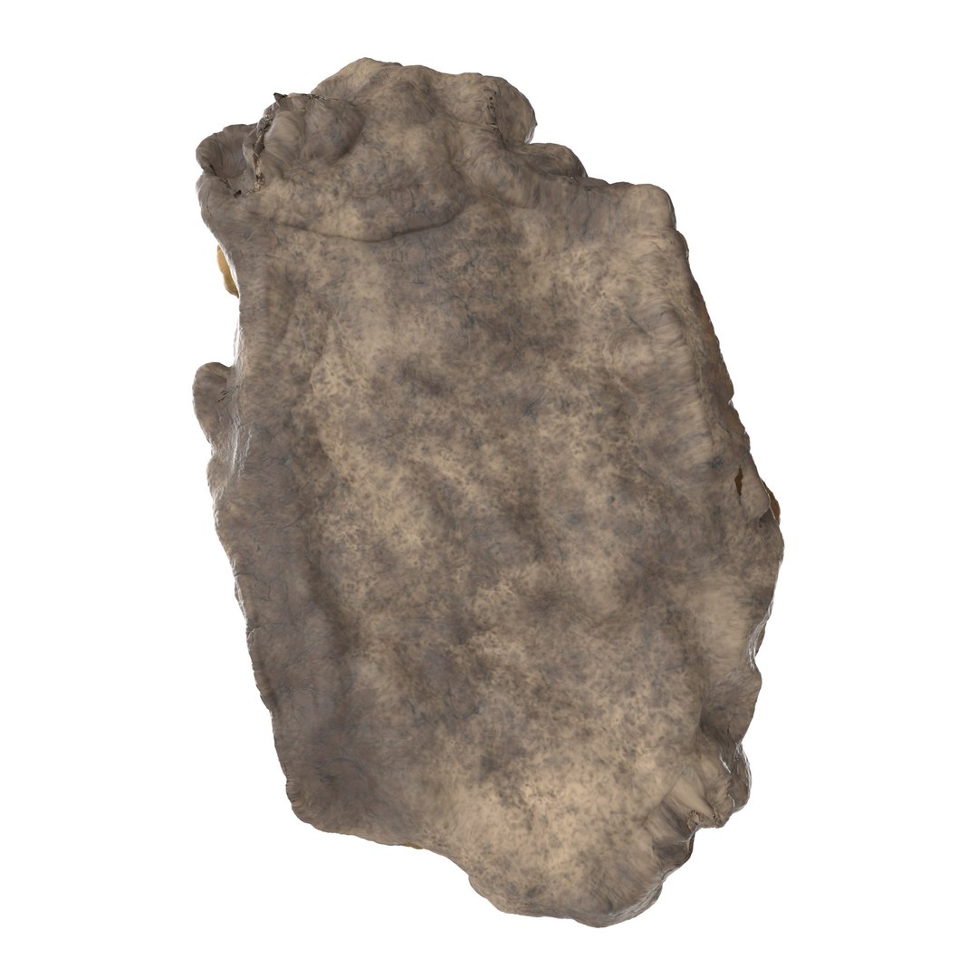 3D Fossil Model - TurboSquid 1255288