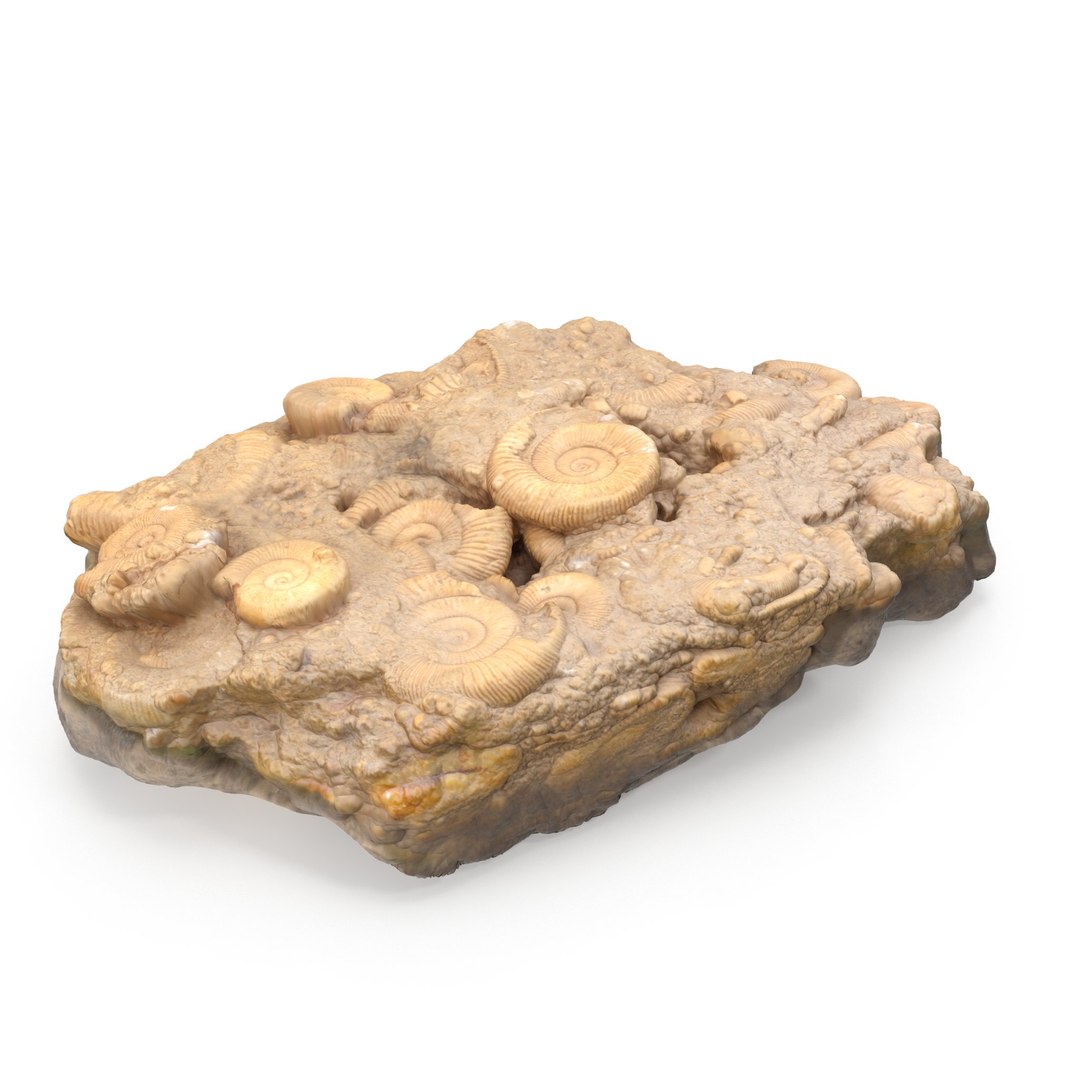 3D Fossil Model - TurboSquid 1255288