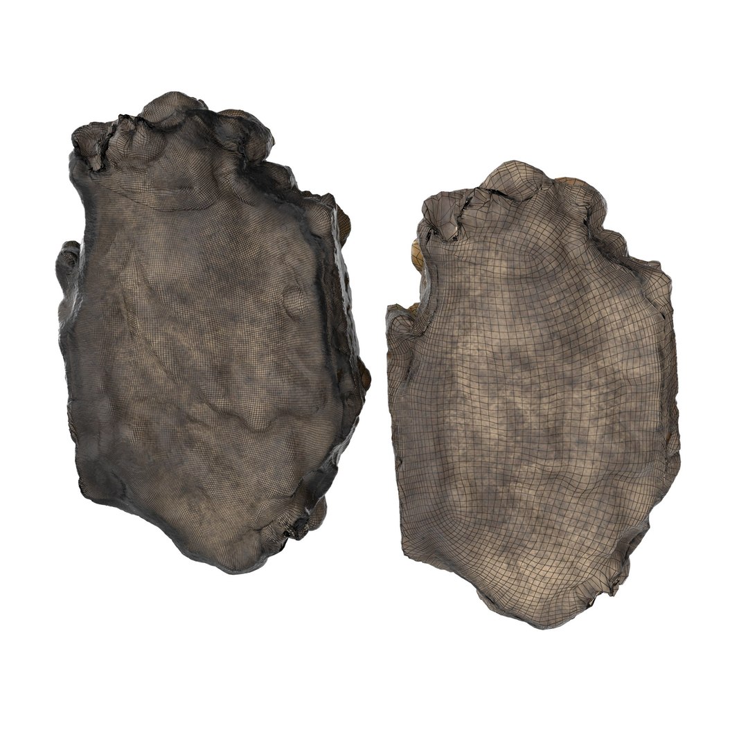 3D Fossil Model - TurboSquid 1255288