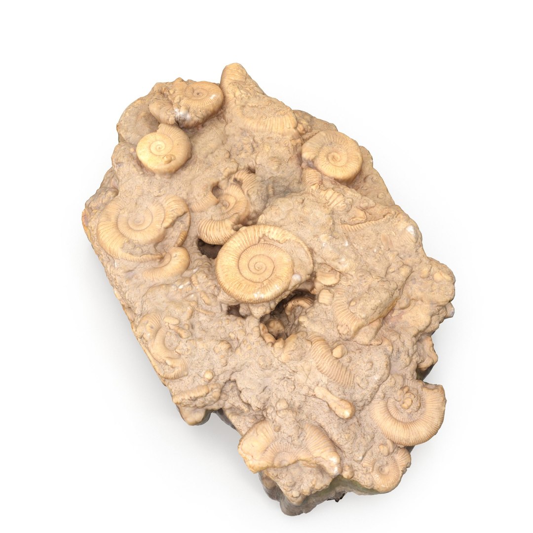 3D Fossil Model - TurboSquid 1255288