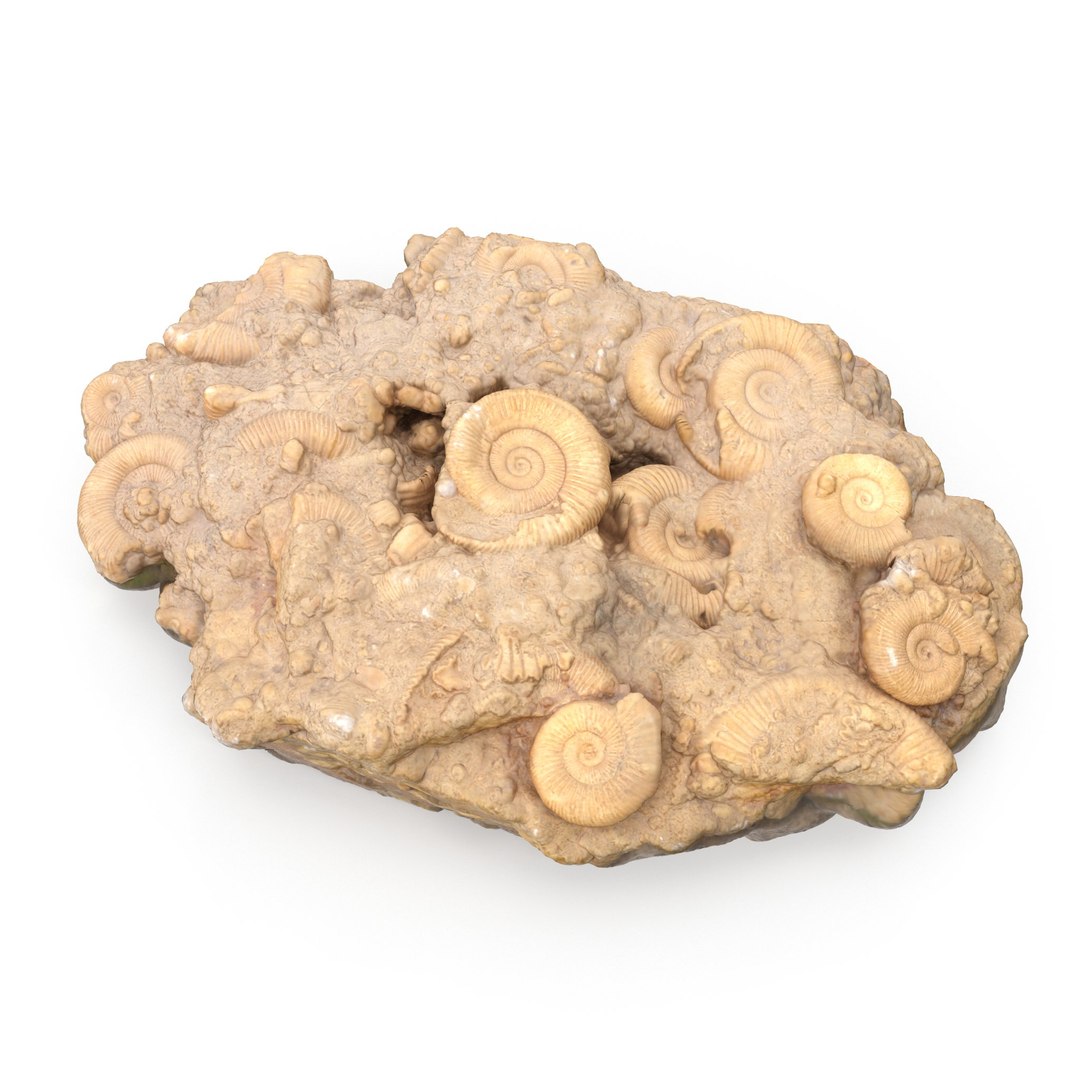 3D Fossil Model - TurboSquid 1255288