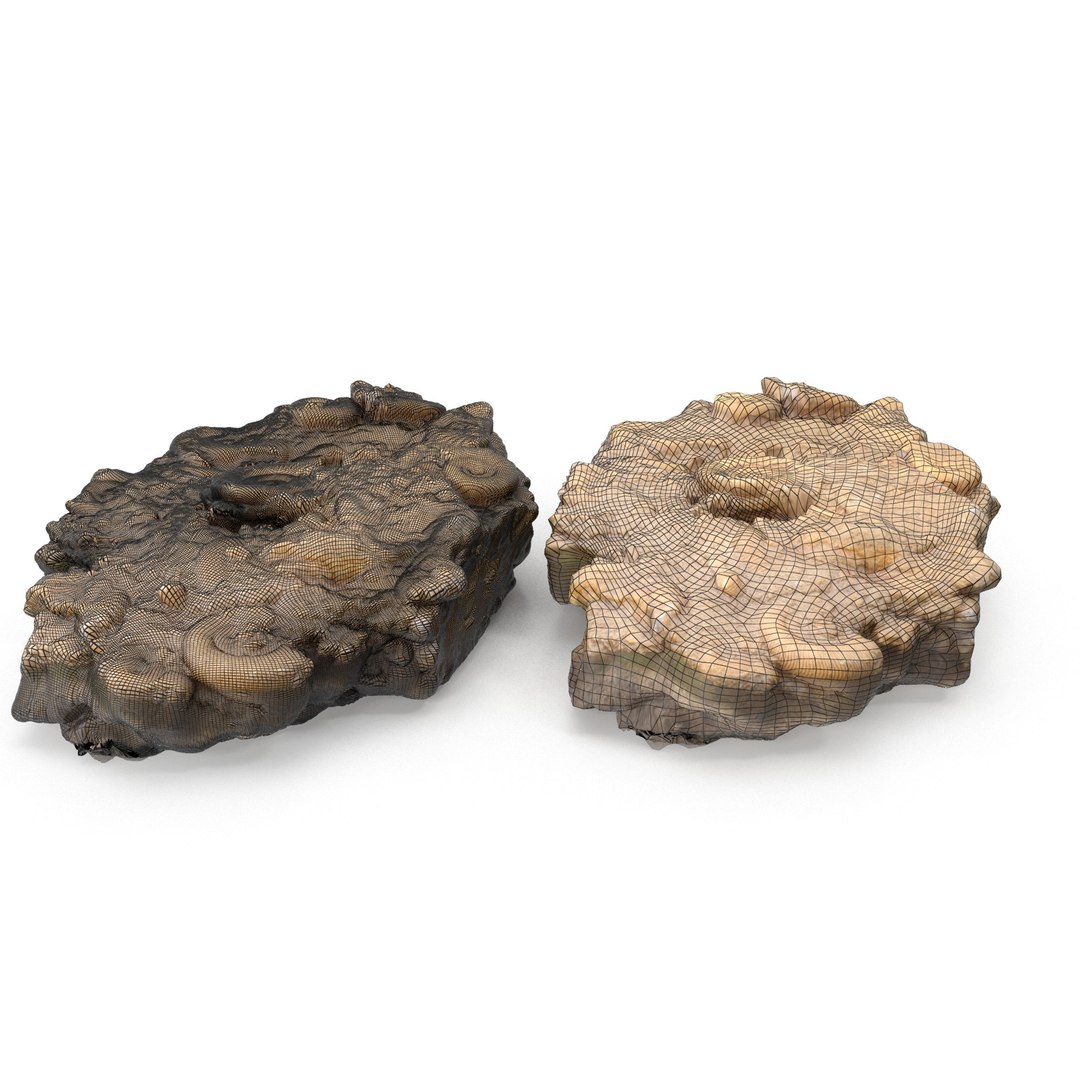 3D Fossil Model - TurboSquid 1255288