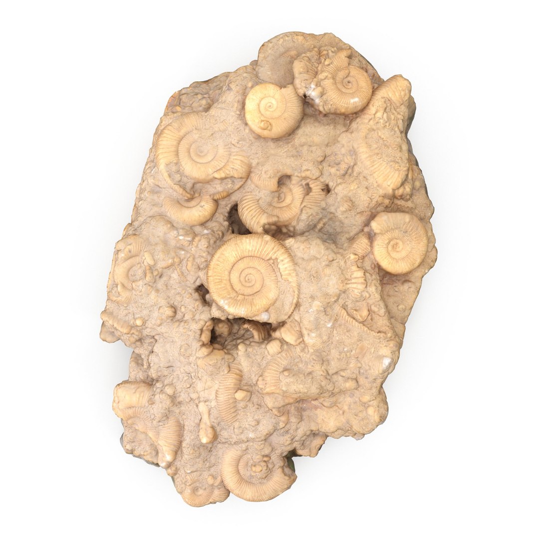 3D Fossil Model - TurboSquid 1255288