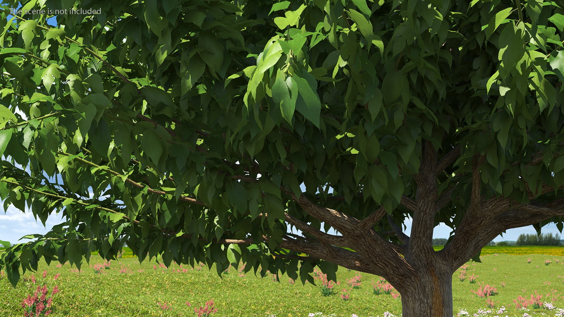 3D Fruitless Mulberry Tree - TurboSquid 1830155