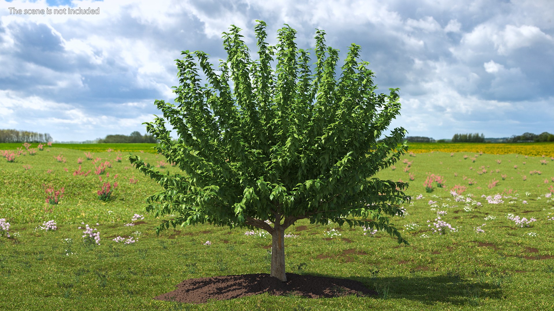 3D Fruitless Mulberry Tree - TurboSquid 1830155