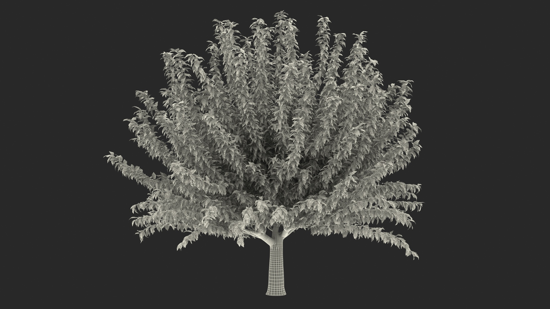3D Fruitless Mulberry Tree - TurboSquid 1830155