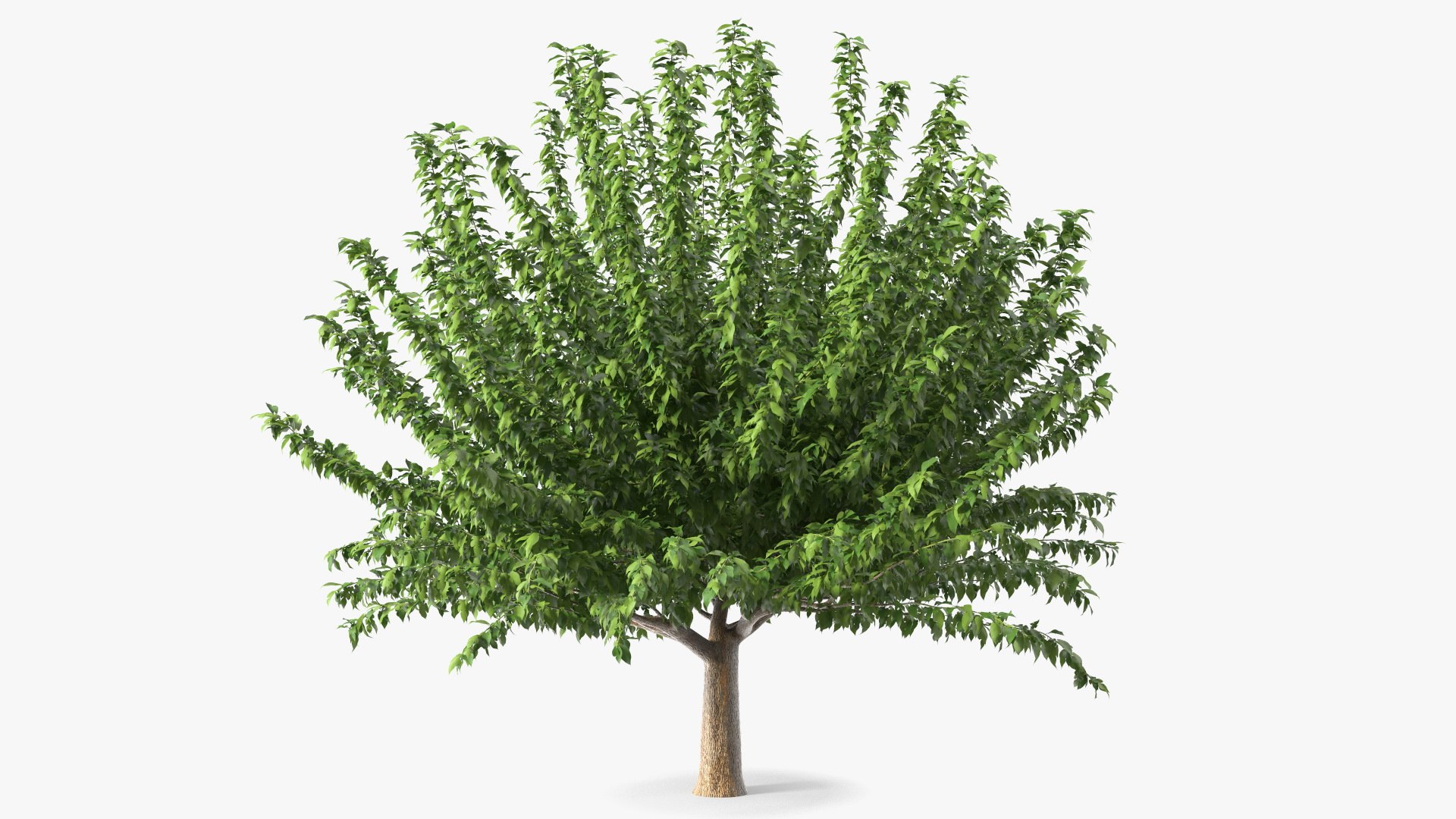 3D Fruitless Mulberry Tree - TurboSquid 1830155
