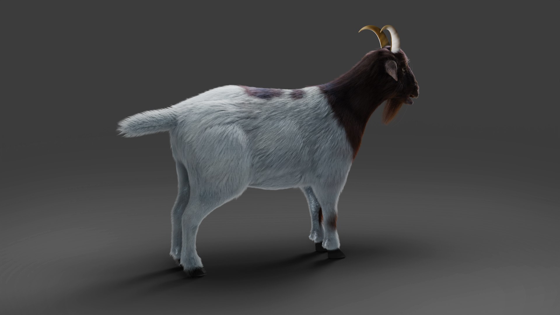 Fur Goat 03 Rigged And Animation In Blender 3D Model - TurboSquid 2005605