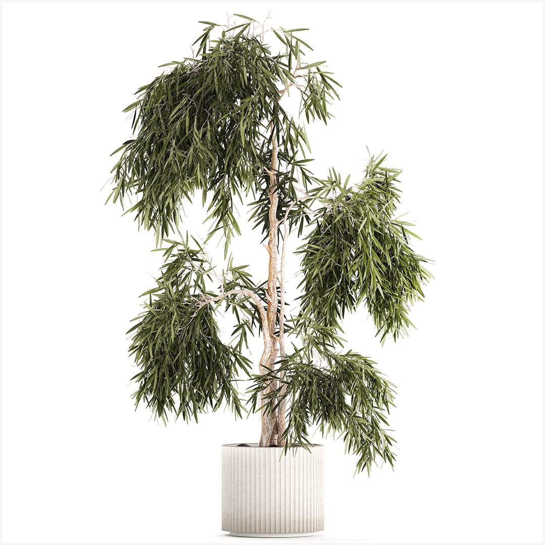3D Beautiful Weeping Willow Tree Olive In Flowerpot 1346 Model ...