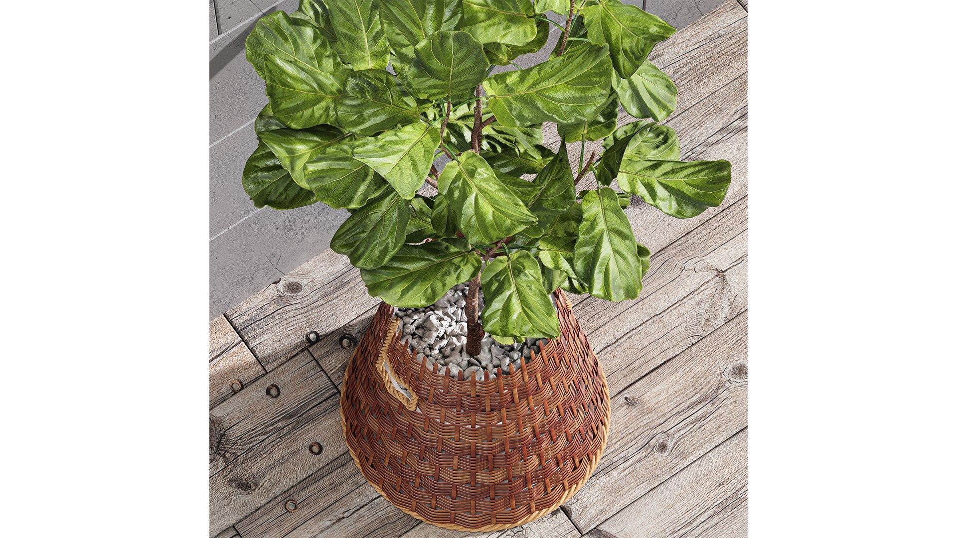 Plant Indoor Fiddle Leaf Fig03 3D - TurboSquid 2254682