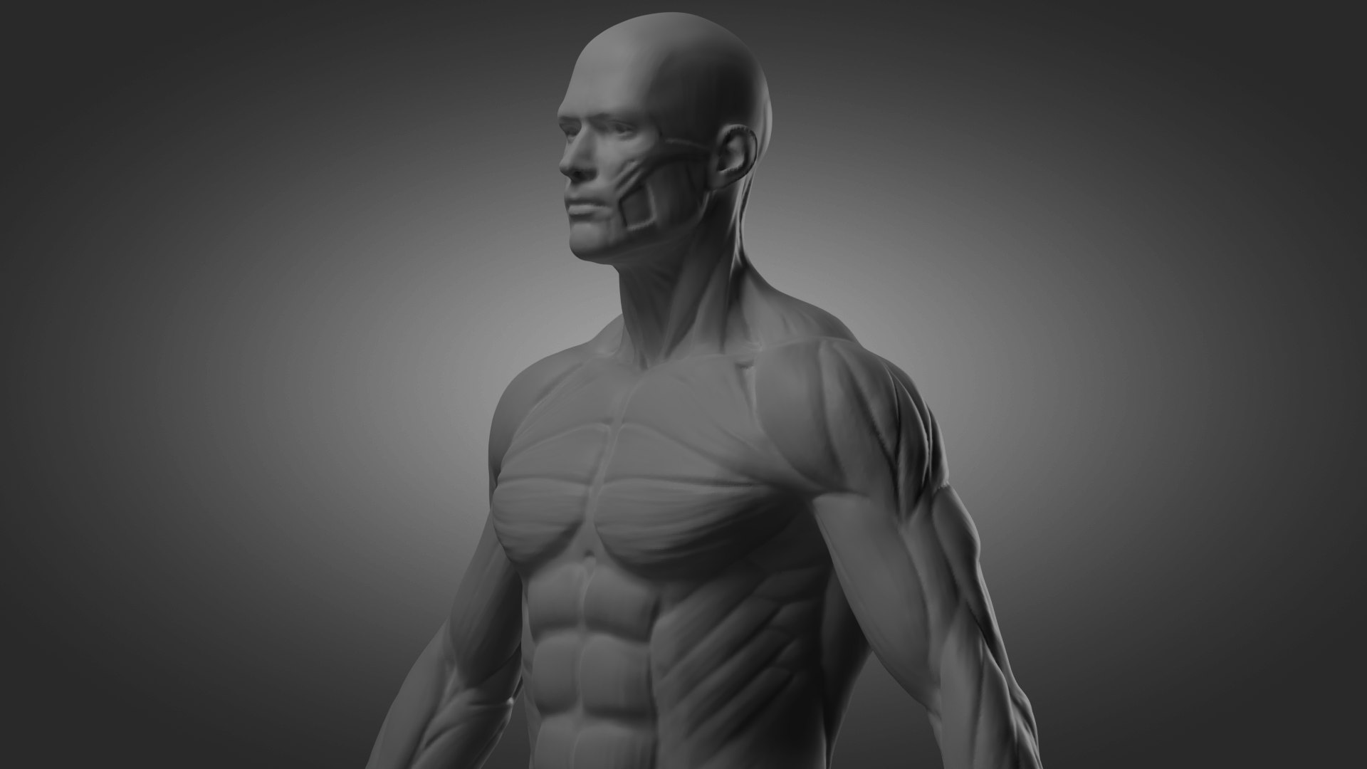 Male Anatomy 3D model - TurboSquid 2113556