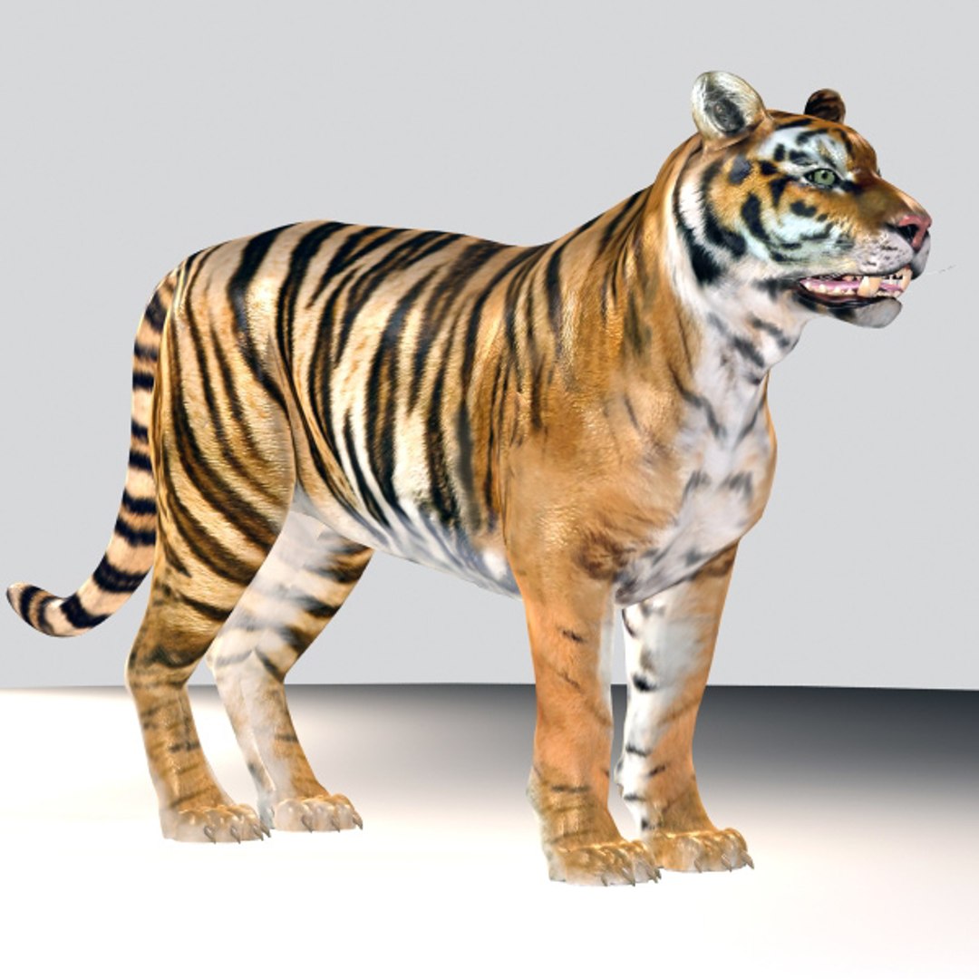 3d Model Tiger