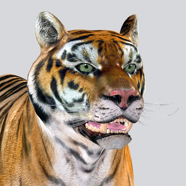 3d model tiger