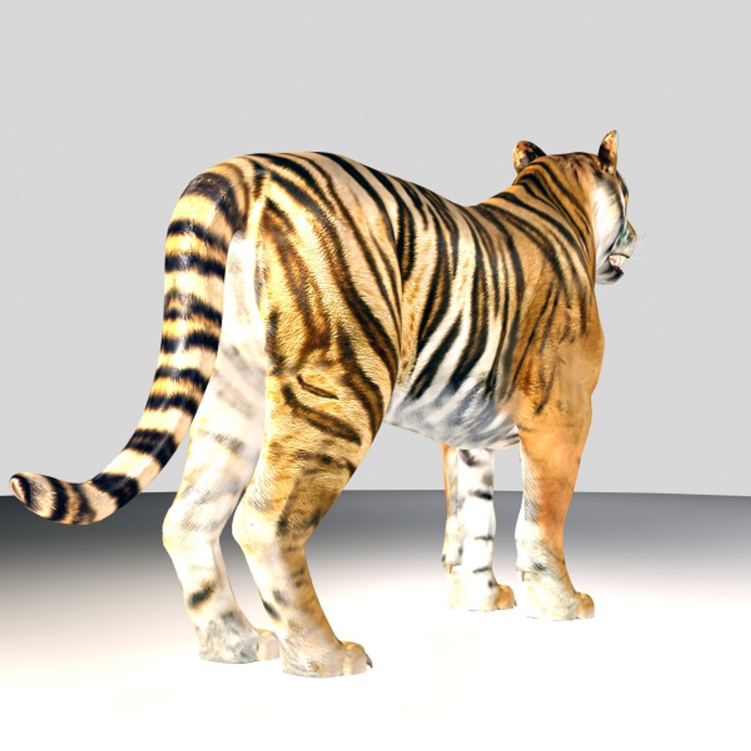 3d Model Tiger