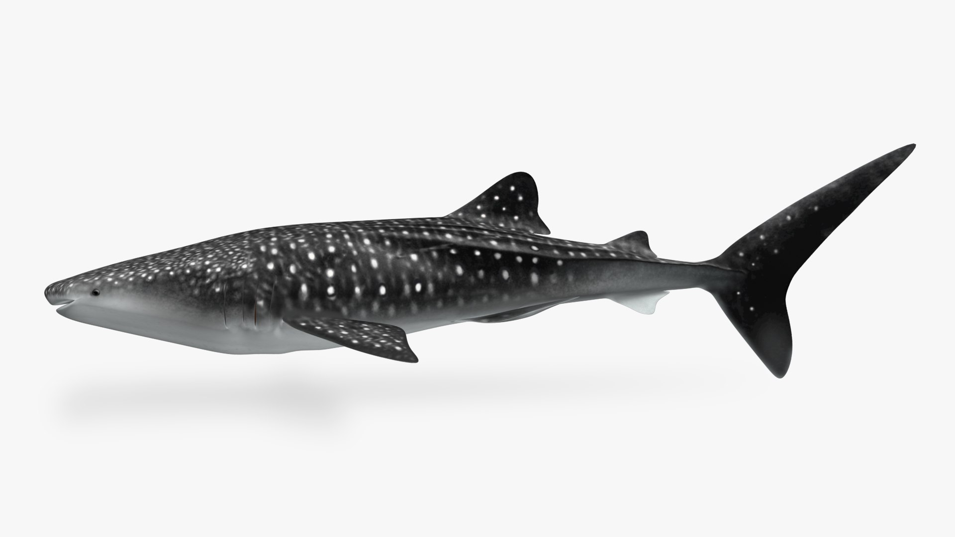 Whale Collection Model - TurboSquid 1810509