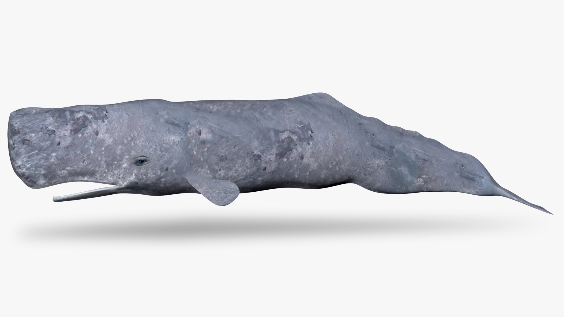 Whale Collection Model - TurboSquid 1810509