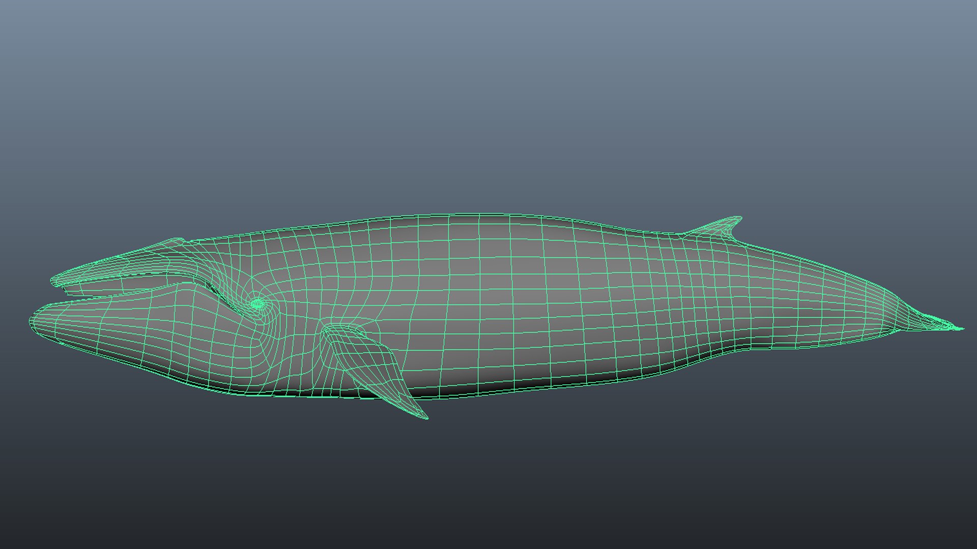 Whale Collection Model - TurboSquid 1810509